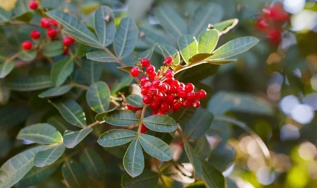 Aroeira: para que serve e como fazer o chá – Receitas Fáceis e Práticas