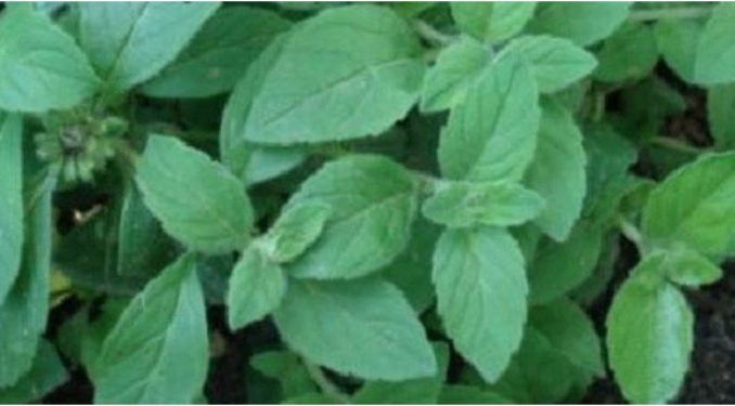 Planta Vick: combate asma, sinusite, diabetes e fortalece o seu coração ...