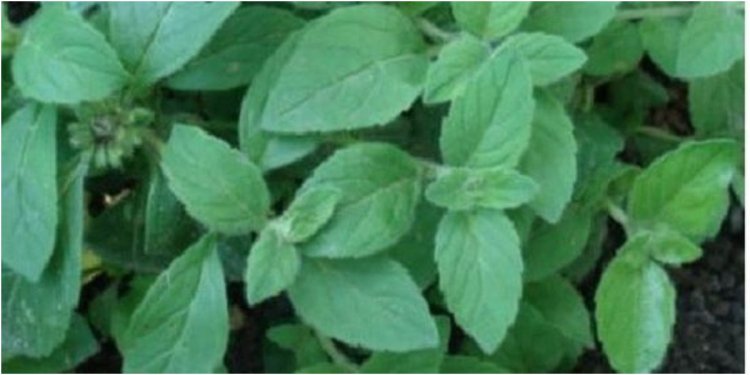 Planta Vick: combate asma, sinusite, diabetes e fortalece o seu coração ...