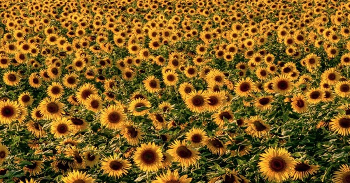 É por isso que o Girassol “vira” para o sol: Mistério desvendado ...